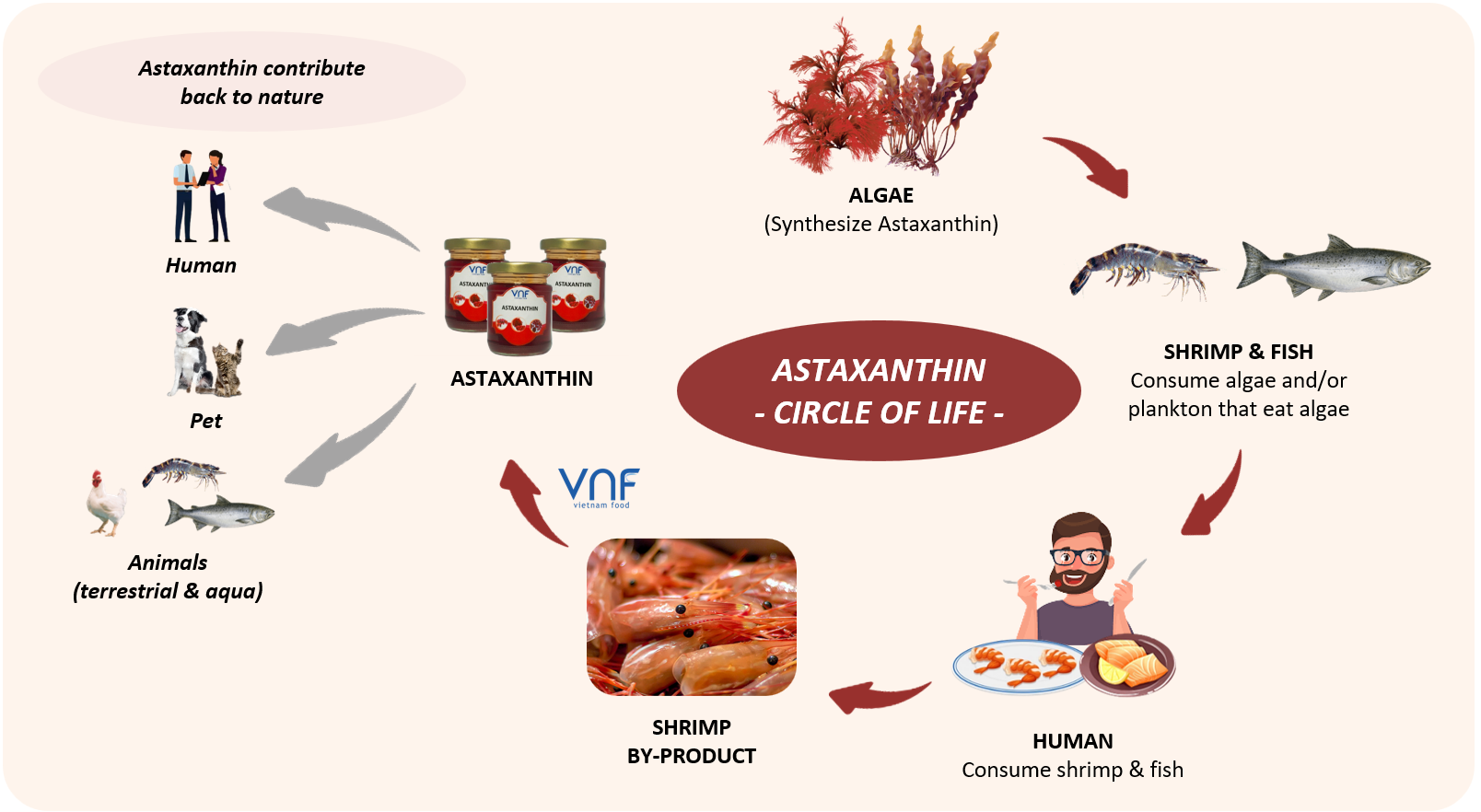 ASTAXANTHIN SERIES – PART 1/9: SHRIMP-BASED ASTAXANTHIN – THE RED ...
