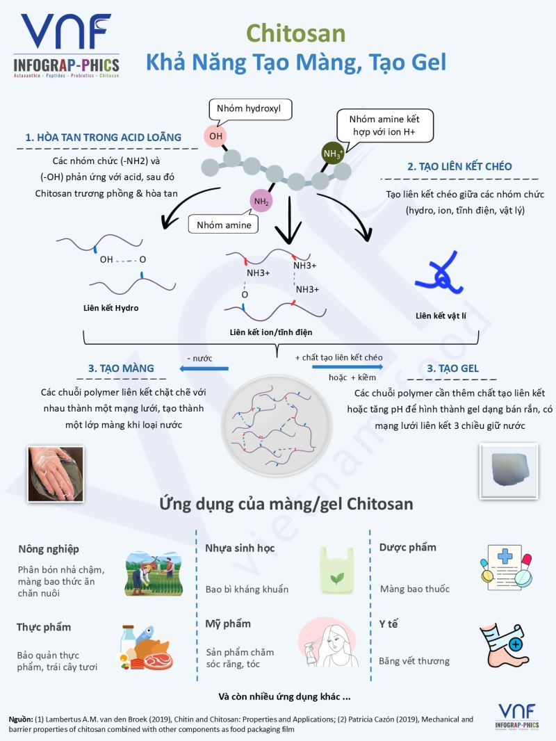 |VNF INFOGRAPHIC SERIES| Chitosan: From the Shell to the World ...